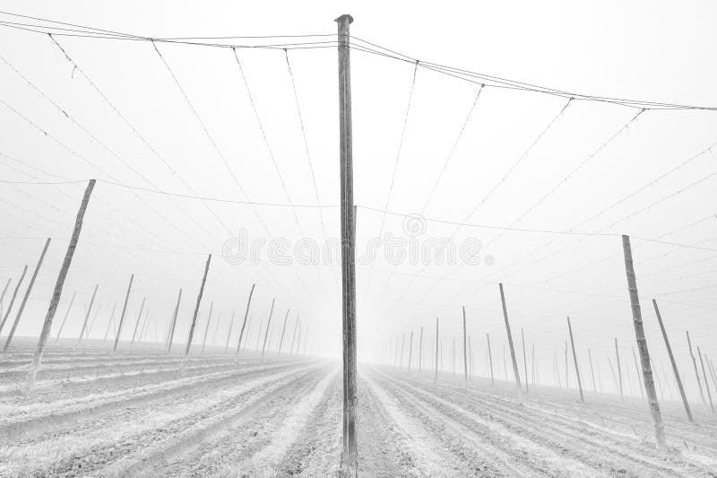 Empty Wooden Hop Poles in Winter Stock Photo - Image of winter, poles ...