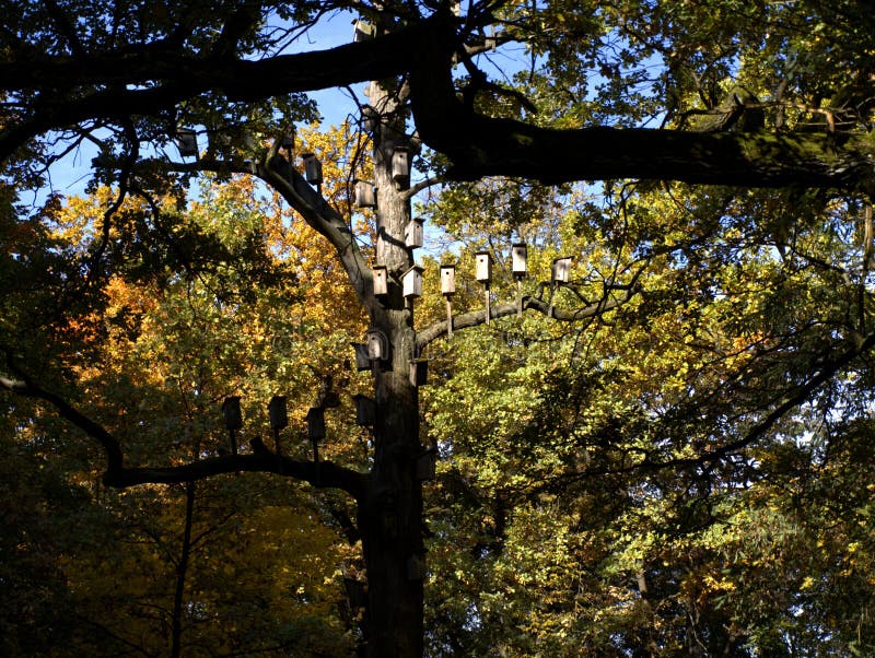 Empty Wooden Nest Boxes in the Park Stock Image - Image of birdhouse ...