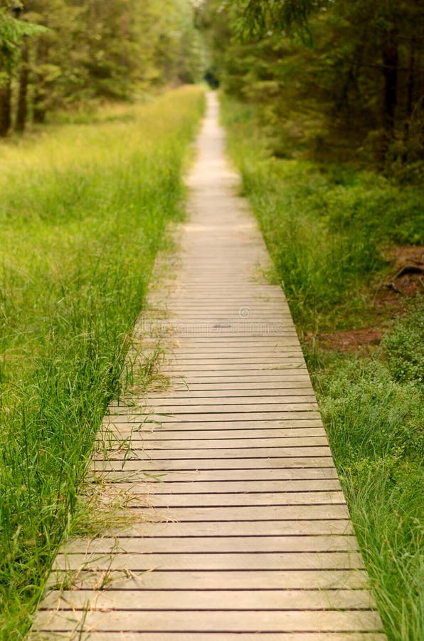 Empty Wooden Path in the Forest Stock Image - Image of tourism, green ...