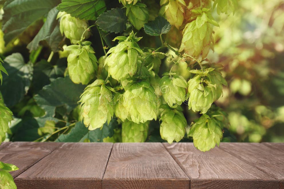 Empty Wooden Surface and Fresh Green Hops Growing Outdoors Stock Photo ...