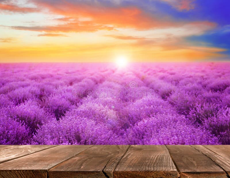Empty Surface in Lavender Field at Sunset Stock Image - Image of flora ...