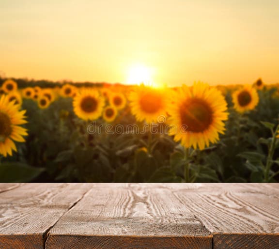 Empty Wooden Surface in Sunflower Field at Sunset Stock Image - Image ...