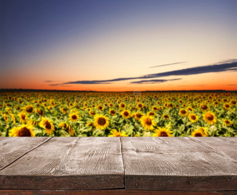 Empty Wooden Surface in Sunflower Field at Sunset Stock Image - Image ...