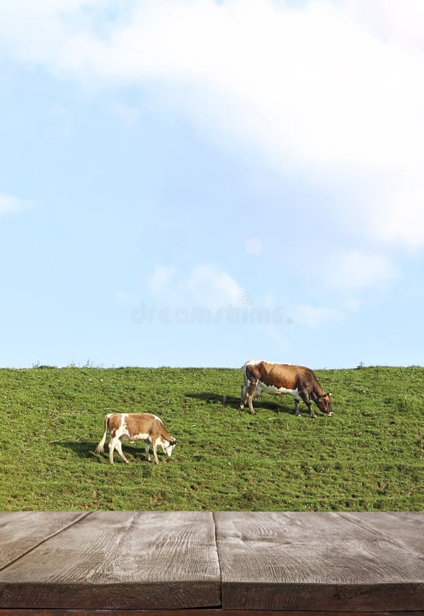 Empty Wooden Table and Cows Grazing in Field. Animal Husbandry Concept ...