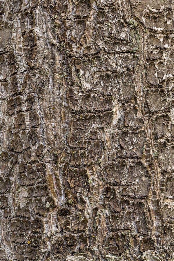 Empty Wooden Texture Tree of Dark, Rough Tree Bark Brown Color Close Up ...