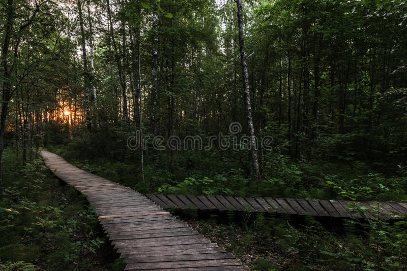 Empty Wooden Walkways Go through the Dark Forest Stock Image - Image of ...