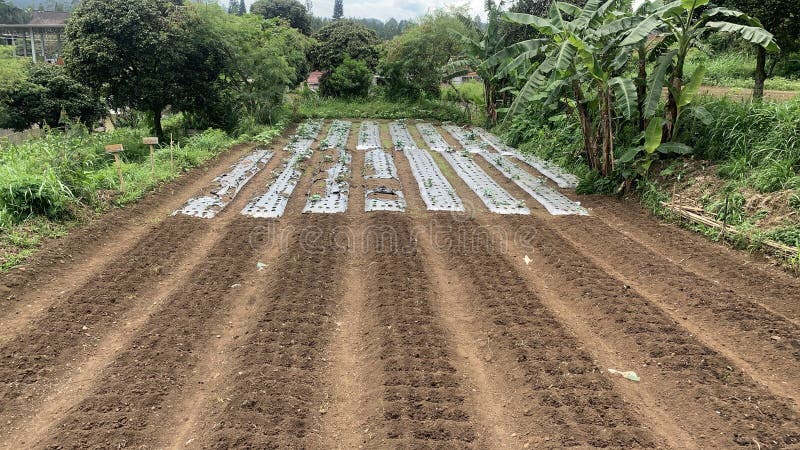 Empty Yard for Growing Vegetables and Fruit in a Village Stock Image ...