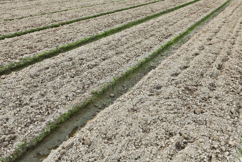 EmptyField stock image. Image of aligned, green, natural - 22310217