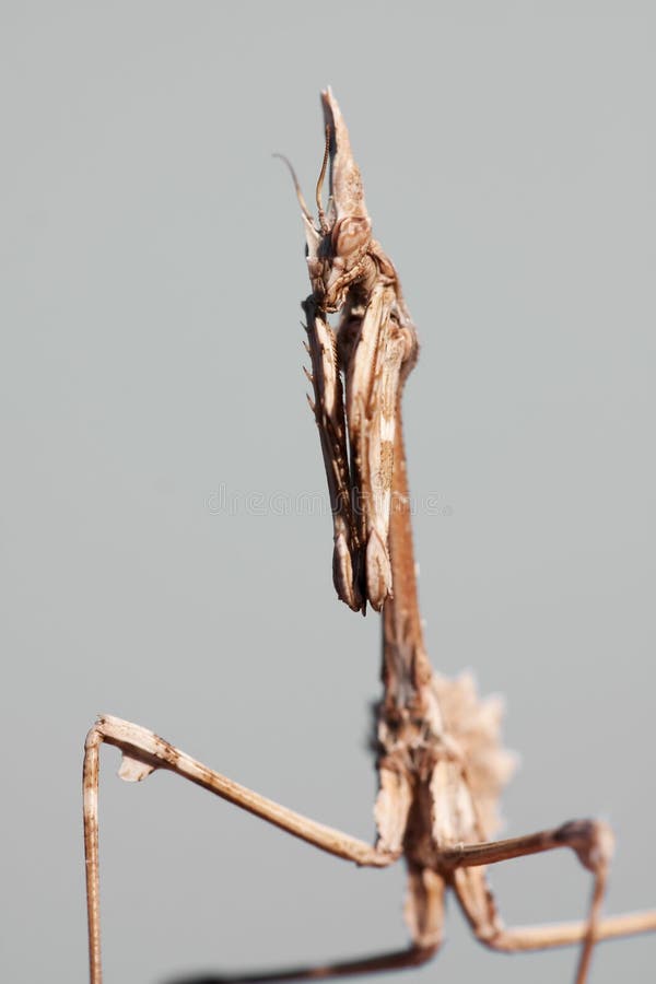 Empusa stock image. Image of mantodea, wilderness, praying - 11915075