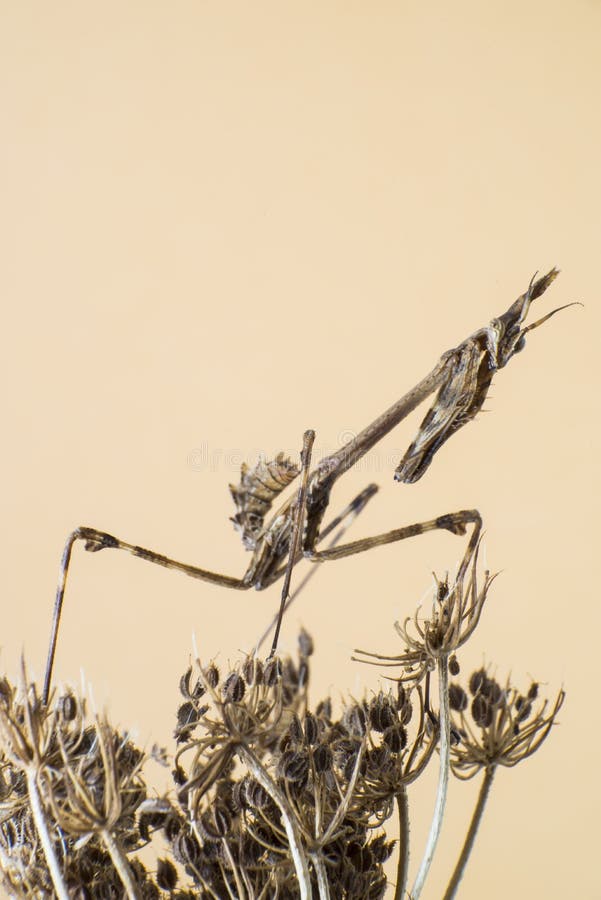 Empusa Pennata on Dry Flower. the Empusa or Mantis Stick is a Kind of ...