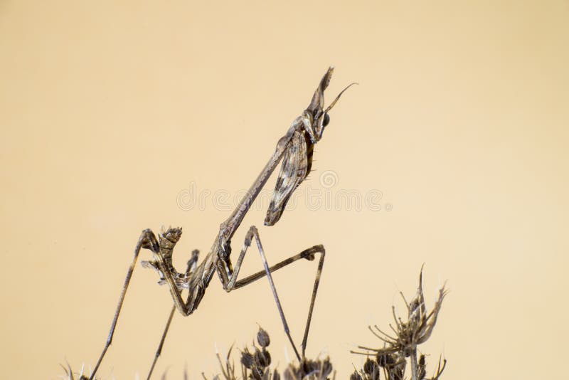 Empusa Pennata on Dry Flower. the Empusa or Mantis Stick is a Kind of ...