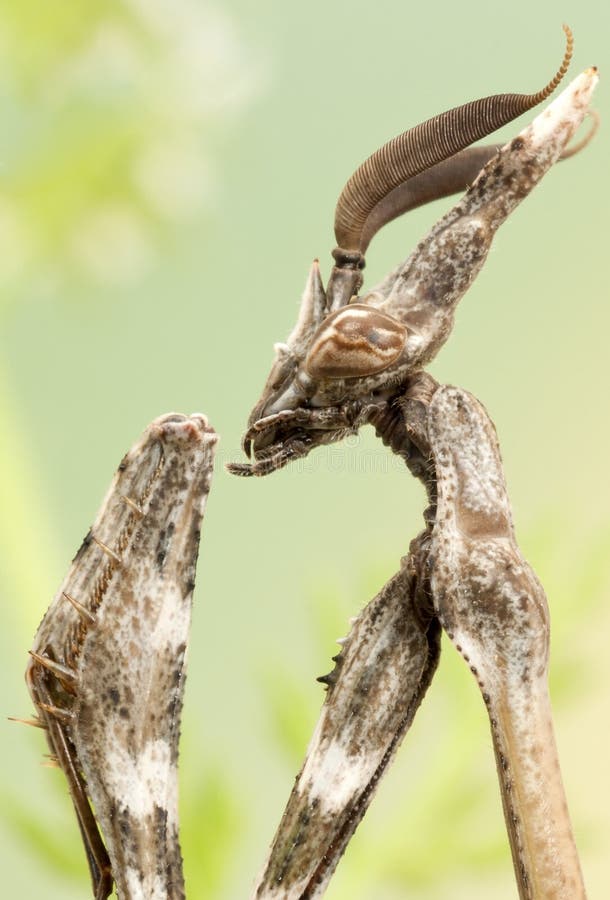 Empusa mantis stock image. Image of alien, grudge, eclose - 21902551