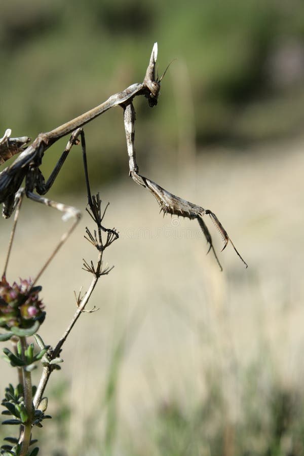 Empusa mantis stock photo. Image of fauna, wild, insect - 85800112
