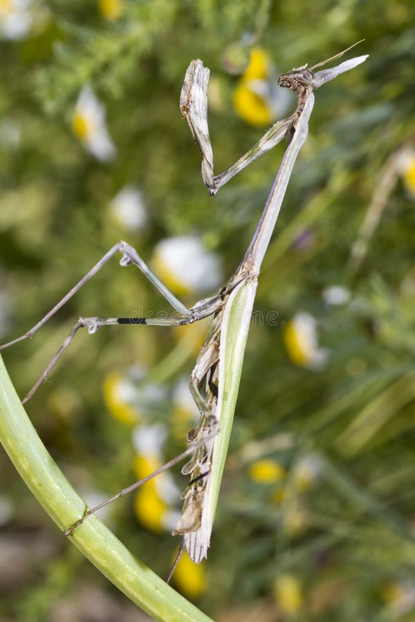 Empusa pennata stockfoto. Bild von bauch, portugal, insekt - 105943986