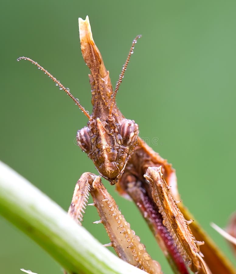 Empusa Pennata on Dry Flower. the Empusa or Mantis Stick is a Kind of ...