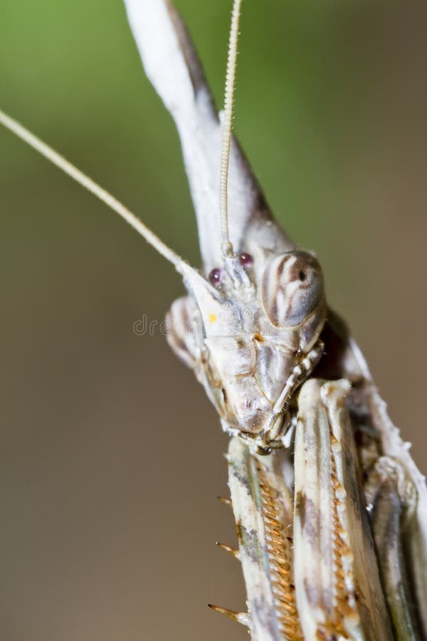 Empusa pennata stock photo. Image of female, wildlife - 20872156