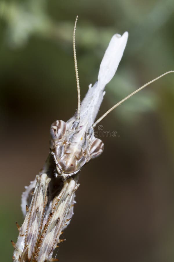 Empusa pennata stock photo. Image of shrub, algarve, animal - 20872236