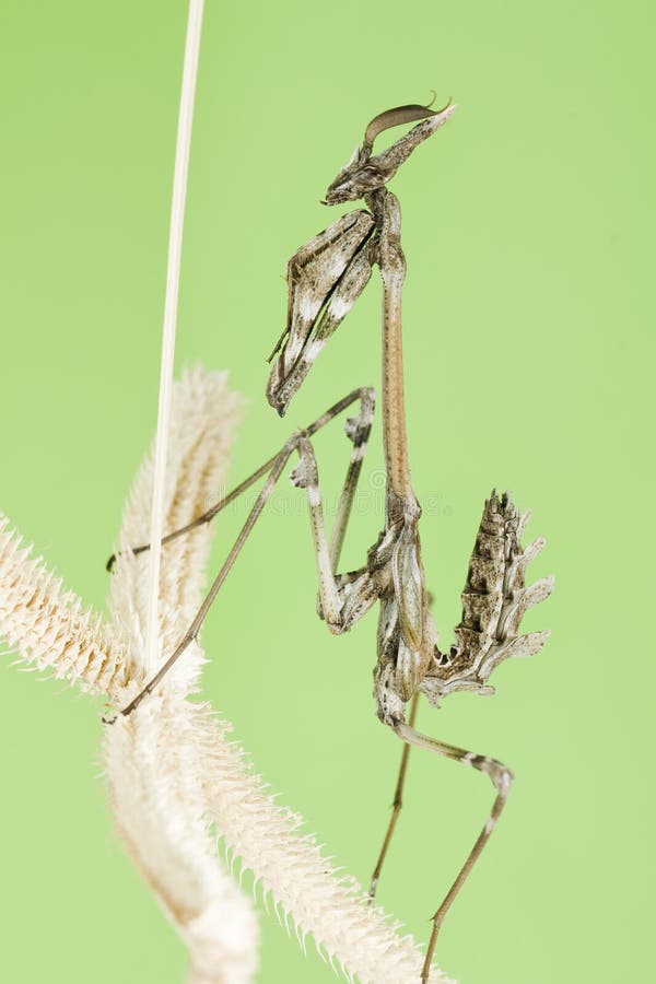 Empusa pennata insect stock photo. Image of reptile, imago - 13024846