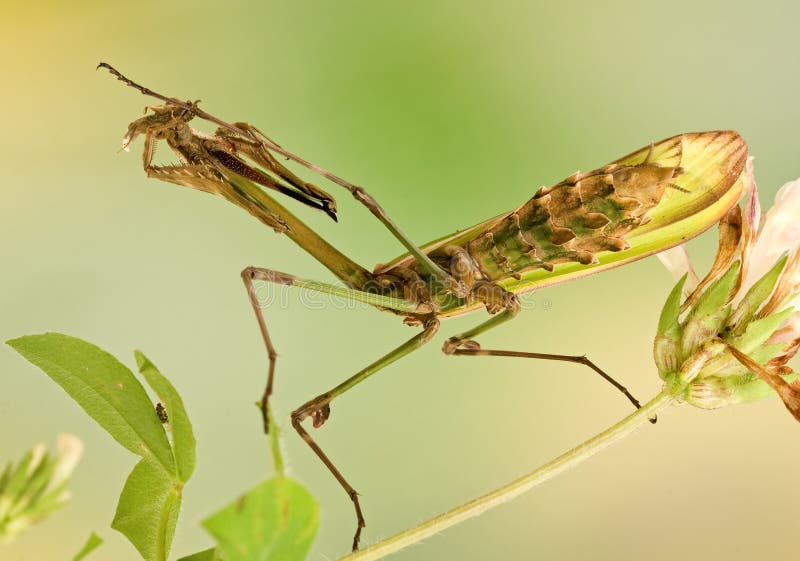 Empusa pennata insect stock image. Image of details, antennas - 13205017
