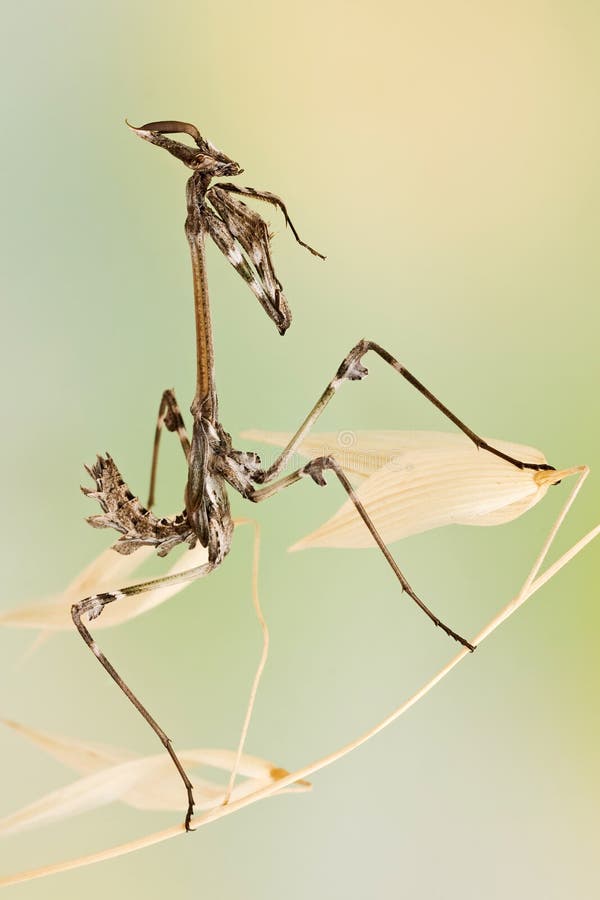 Empusa pennata insect stock image. Image of lizard, branch - 18422347