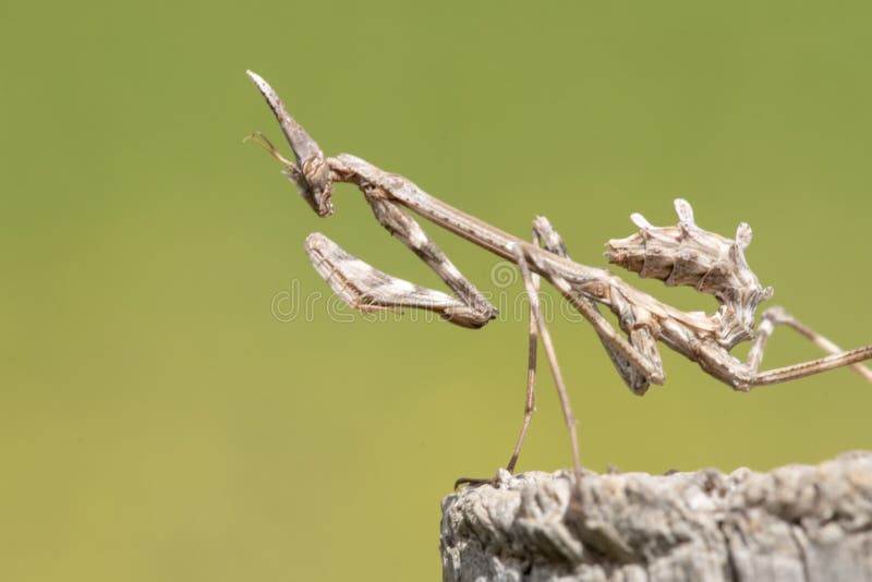 Empusa pennata insect stock photo. Image of portugal - 114840198