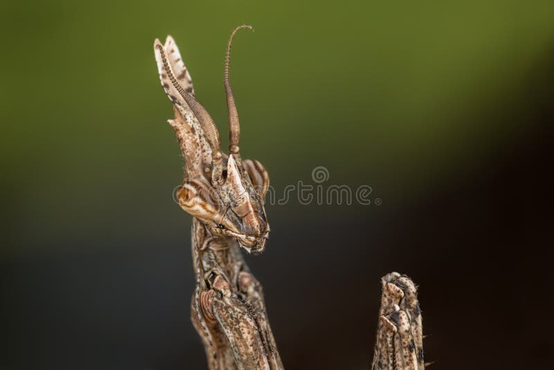 Empusa pennata nymph stock image. Image of science, animal - 92608917