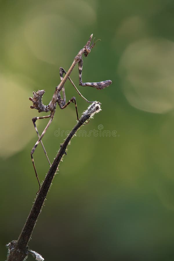 Empusa pennata nymph stock photo. Image of entomology - 92608974