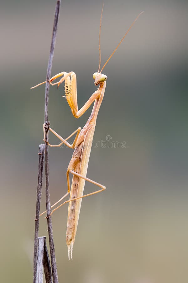 Empusa Pennata Praying Mantis, Insect on Blade of Grass Stock Photo ...