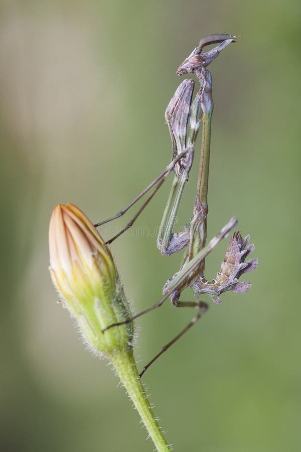 Empusa Sp. in Turkey, Conehead Mantis Stock Photo - Image of close ...