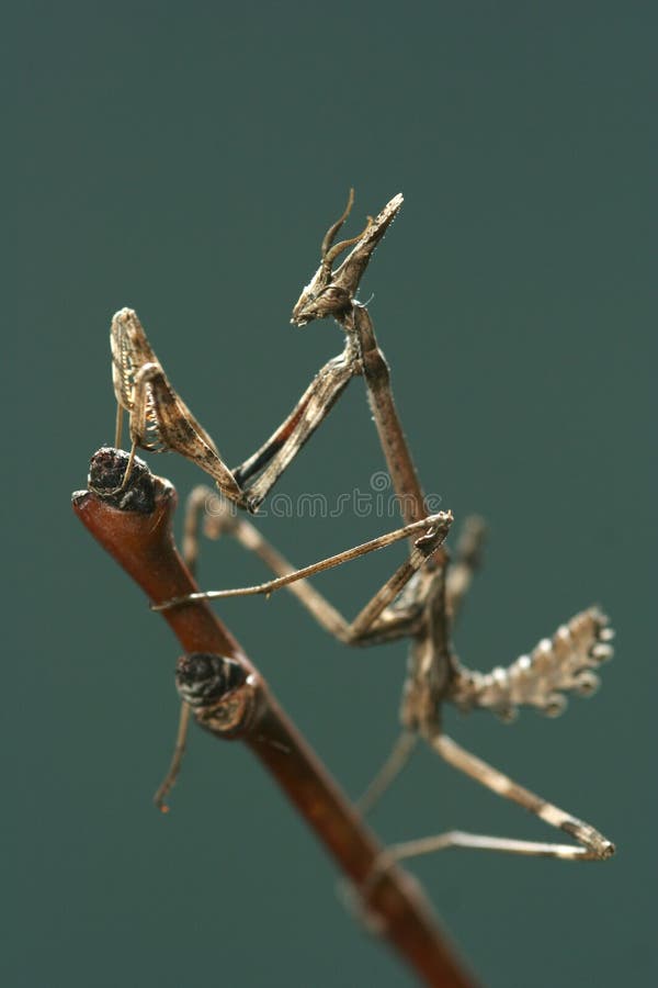 Empussa pennata stock image. Image of animal, nature - 18598969