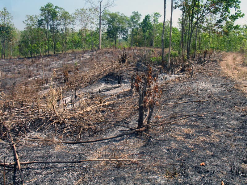 Emtry Land after Forest Fires Burn before Harvest Stock Image - Image ...