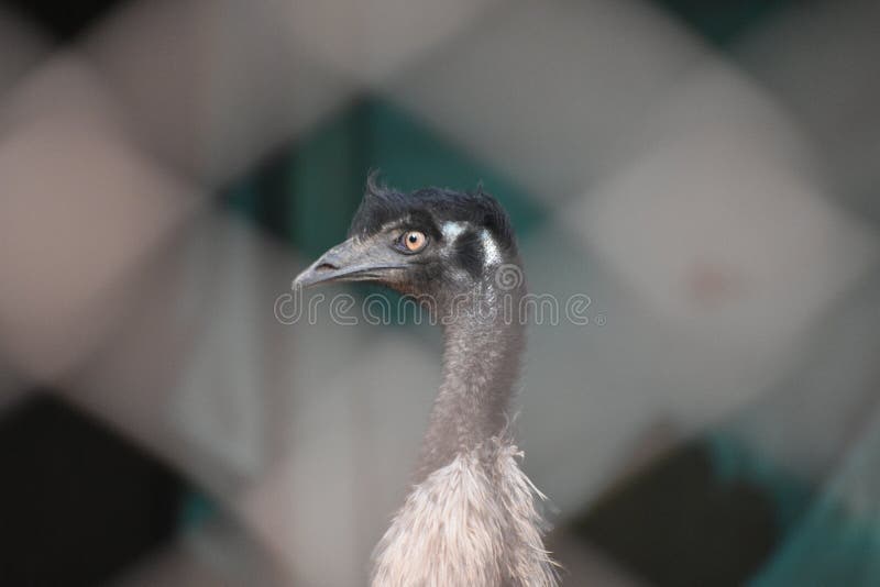Emu stock image. Image of nationalbird, indian, birdsreserve - 107966747