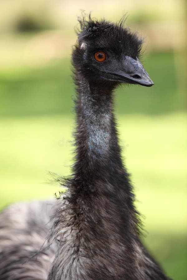 Emu stock photo. Image of nature, wildlife, hair, feather - 11496204