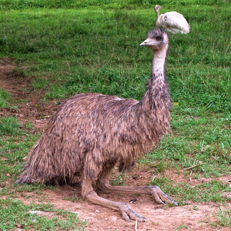Young Emu Resting Stock Photos - Free & Royalty-Free Stock Photos from ...