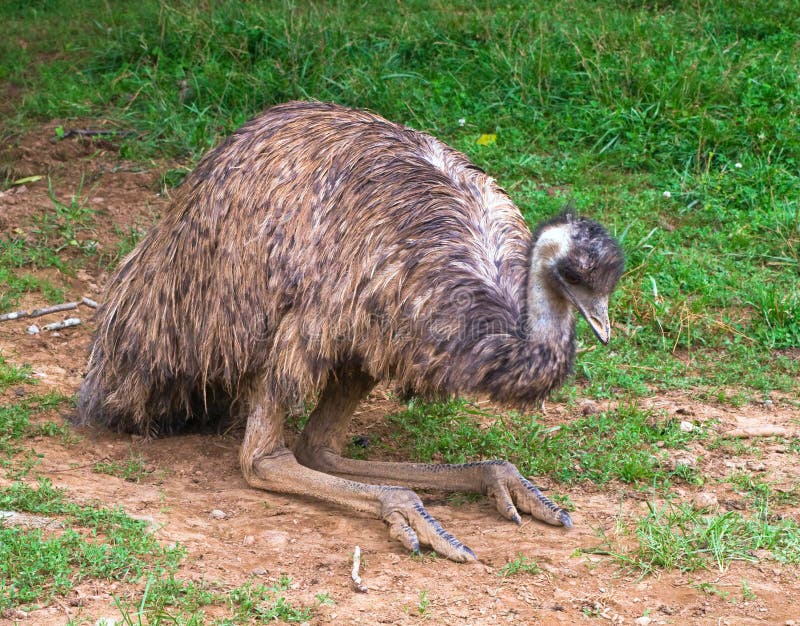 Young Emu Resting Stock Photos - Free & Royalty-Free Stock Photos from ...