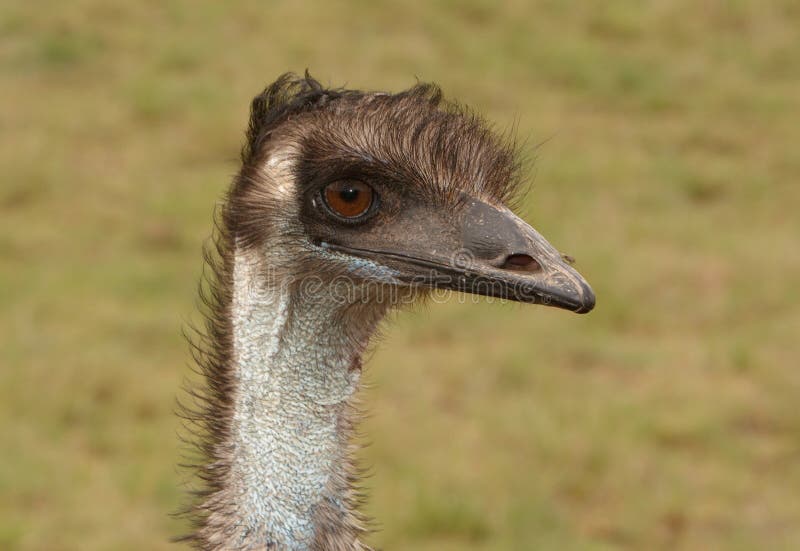 Emu stock image. Image of crown, rare, wattle, plover - 13391477