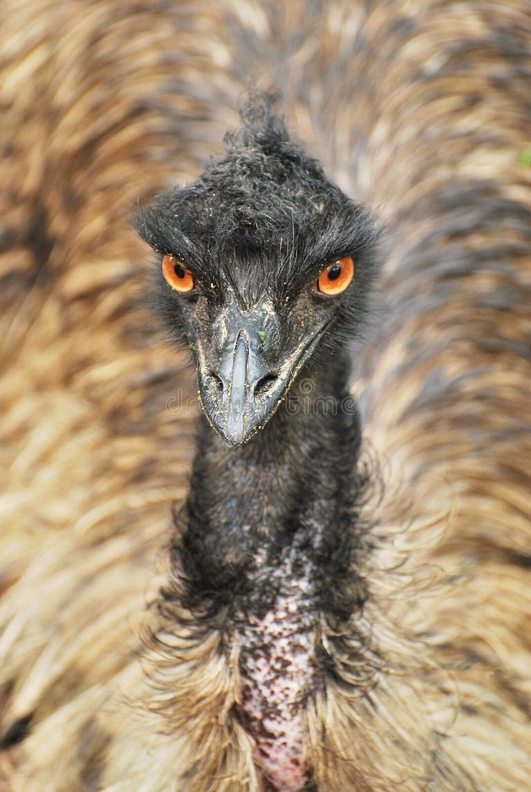1,846 Emu Eyes Stock Photos - Free & Royalty-Free Stock Photos from ...