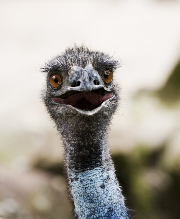 Emu stock photo. Image of nature, portrait, bird, beak - 14859730