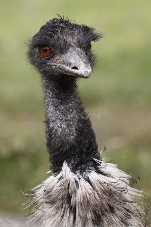 Emu foto de archivo. Imagen de extinto, cubo, fauna, australia - 15238712