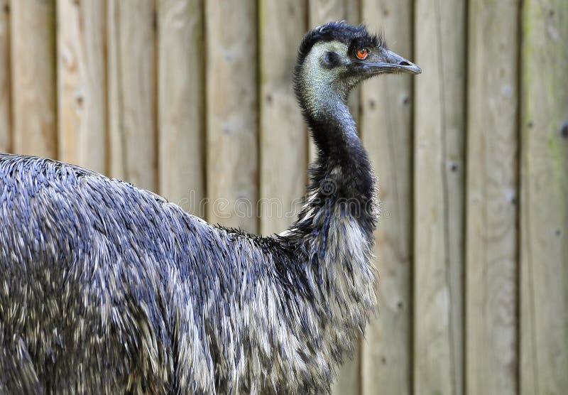 310+ Emu Free Stock Photos - StockFreeImages
