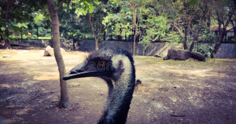 Emu stock photo. Image of nature, head, beak, tree, hair - 159075276