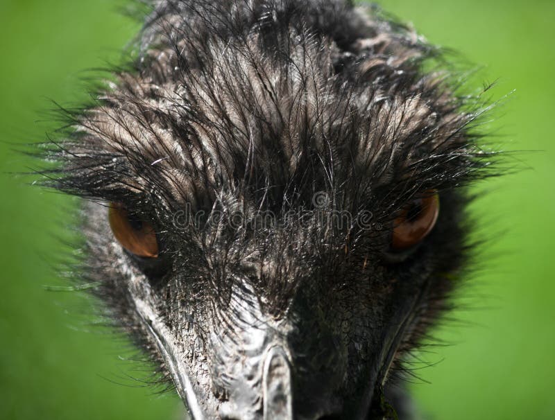 Emu stock photo. Image of speed, bird, fast, dromaius - 16582184