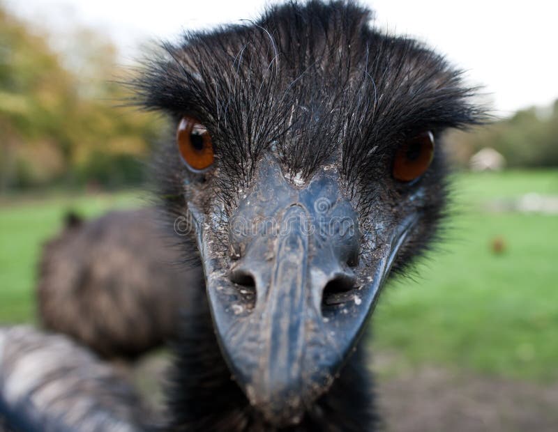Emu stock image. Image of dromaius, nature, closeup, close - 16618243