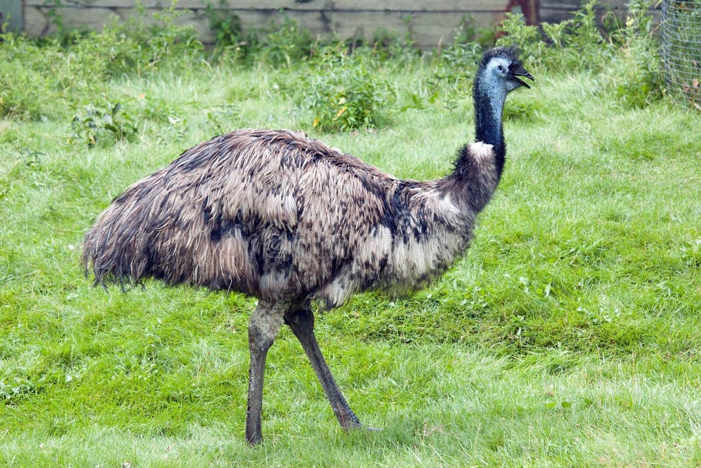 Emu stock image. Image of ostrich, male, rhea, grass - 18532485