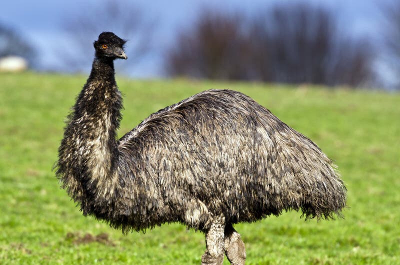 Female emu stock image. Image of baby, protection, gress - 2780951