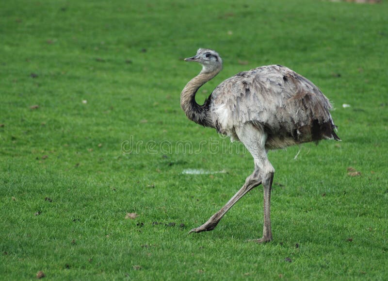 Crazy Emu stock photo. Image of scary, giant, crazy, large - 13082348
