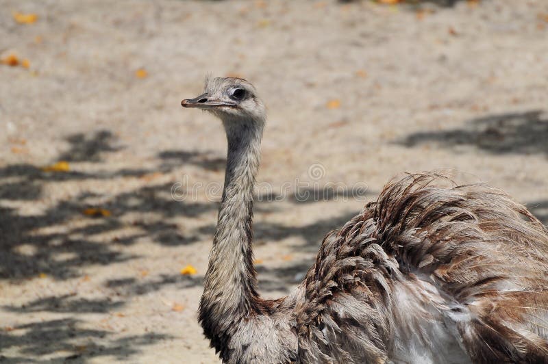 Emu imagen de archivo. Imagen de blanco, pierna, pista - 19414629