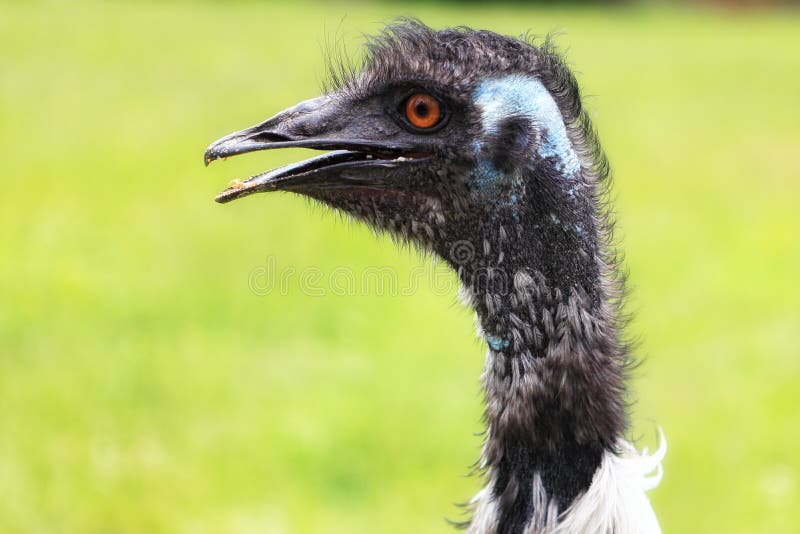 Emu stock image. Image of wild, speed, wildlife, long - 19688905