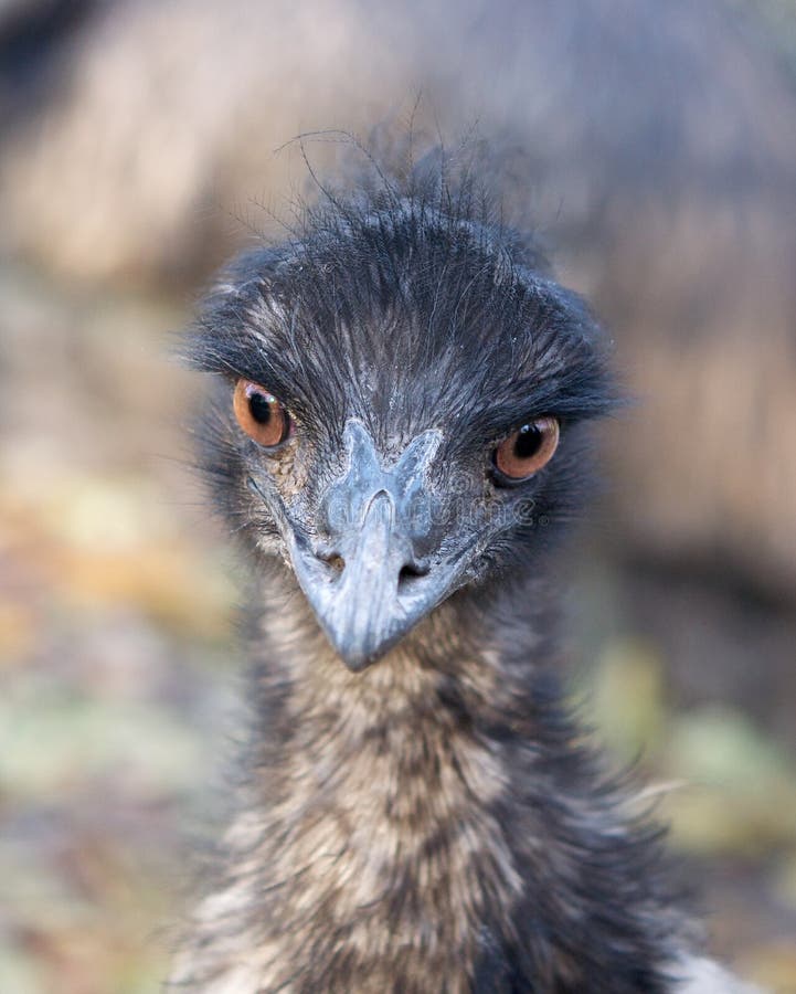 1,667 Emu Eyes Stock Photos - Free & Royalty-Free Stock Photos from ...