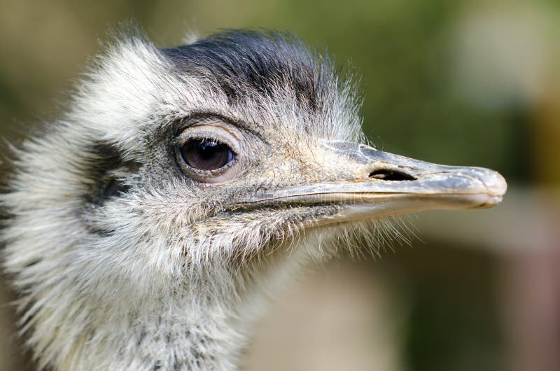 Emu stock photo. Image of fauna, beak, funny, close, gaze - 23111870